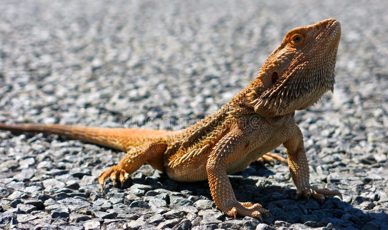 Goanna, australia stock image. Image of sand, color, australia - 65767461