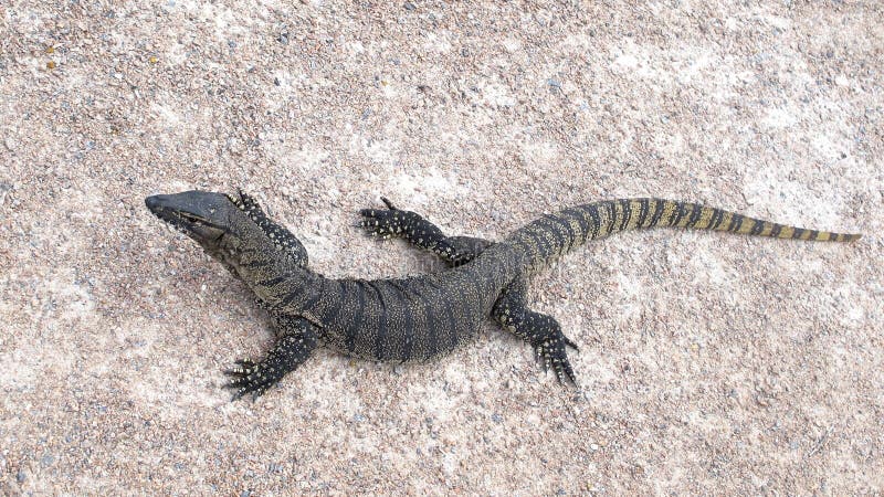 Goanna Western Australia Stock Photos - Free & Royalty-Free Stock ...