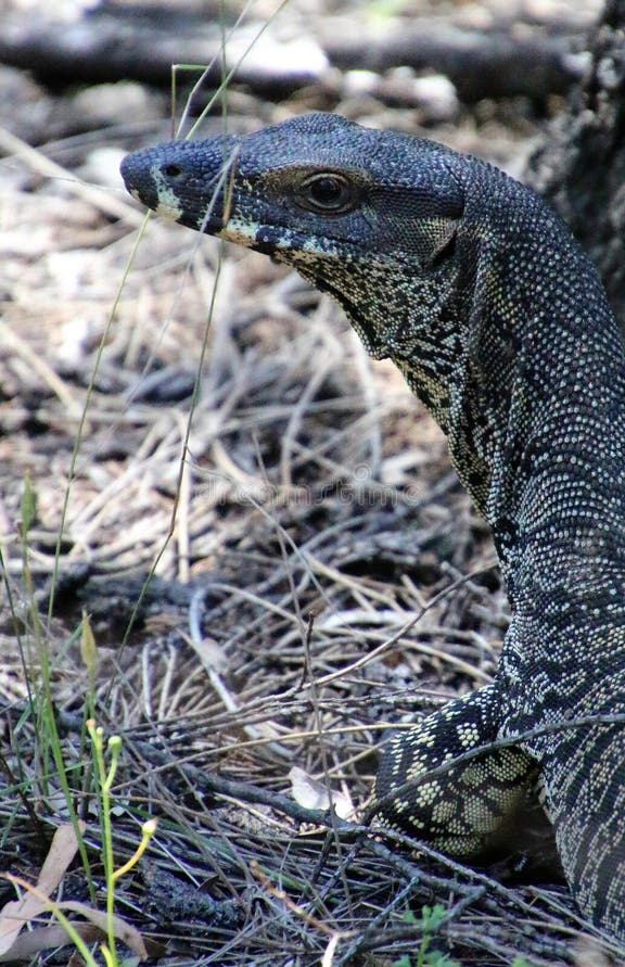 Goanna stock photo. Image of native, forest, fauna, reptile - 79657688