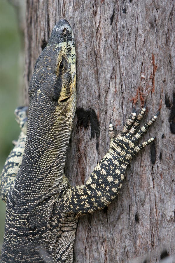 Goanna climbing tree stock image. Image of bushland, habitat - 2262159
