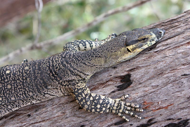 Goanna stock photo. Image of animal, outback, center, daylight - 3174044