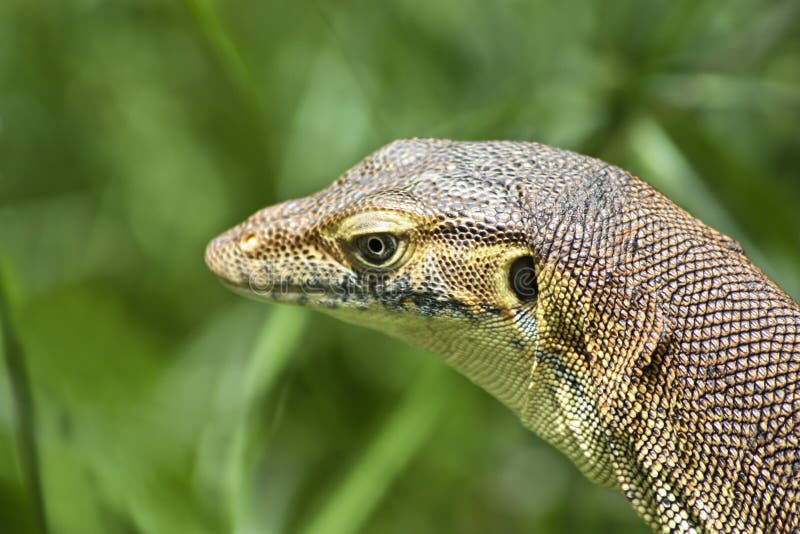 Goanna stock photo. Image of reptile, goanna, carnivore - 42313146
