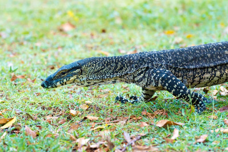 Grote Goanna-Monitorhagedis Bij Westelijk Australisch Het Wildpark ...