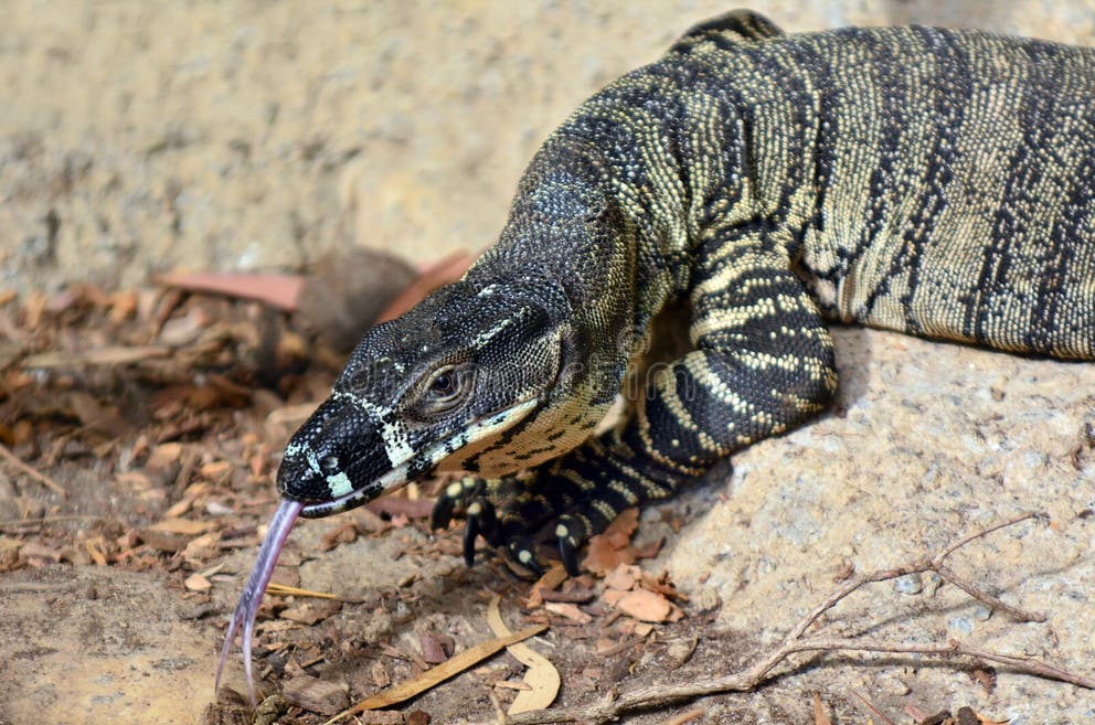 Goanna stock photo. Image of australia, dragon, asian - 40259220