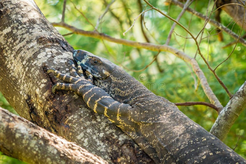 Goanna Lizard in Australia in the Summer Stock Photo - Image of nature ...