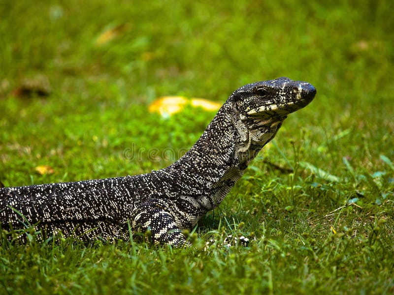 Goanna Looking Picture. Image: 2212105