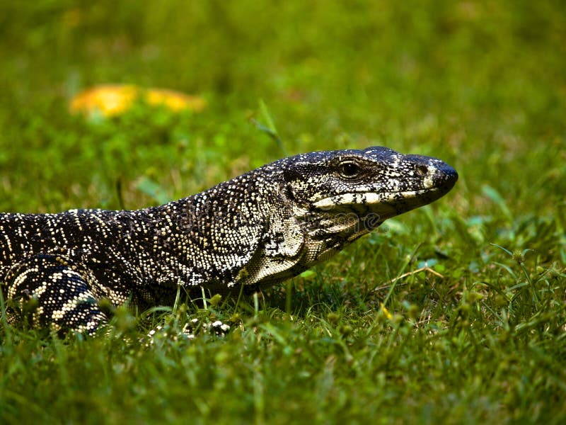 Goanna Looking stock image. Image of green, grass, scale - 2212125