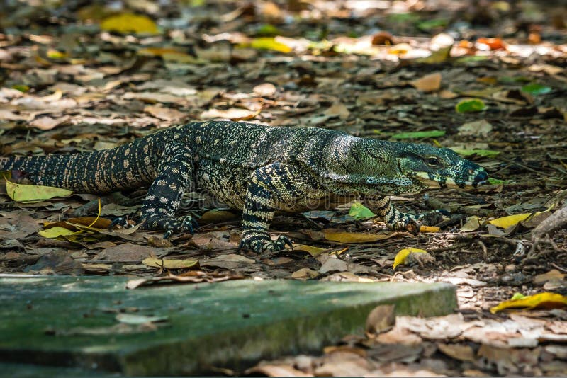 Goanna Looking for Food on the Ground in Australia Stock Photo - Image ...