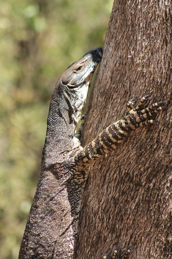 Goanna climbing tree stock image. Image of bushland, habitat - 2262159