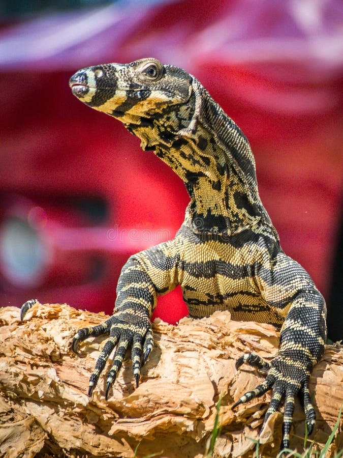 1,283 Goanna Stock Photos - Free & Royalty-Free Stock Photos from ...