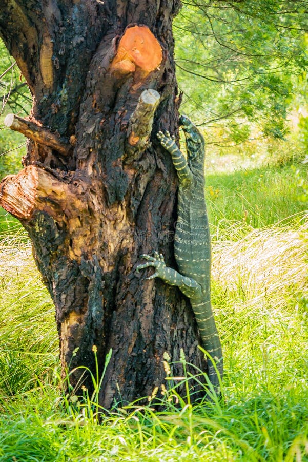 Goanna on a Tree in Victoria, Australia Stock Image - Image of travel ...