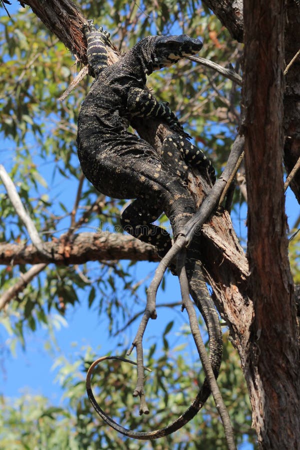 Australian Goanna In A Tree Stock Photo - Image of predator, native ...