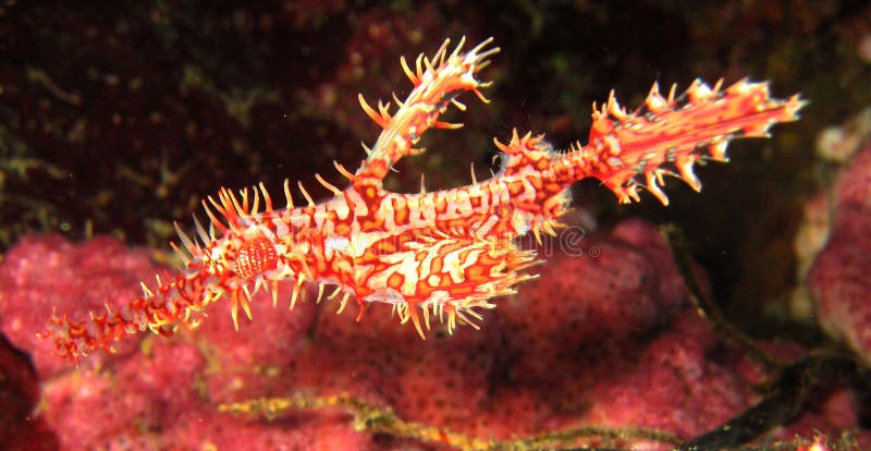 Goast Pipefish Stock Photos - Free & Royalty-Free Stock Photos from ...