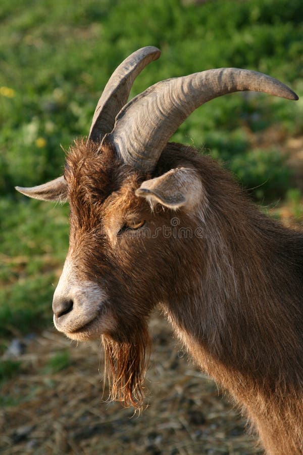 Goat stock image. Image of canada, goat, animal, milk - 10315753