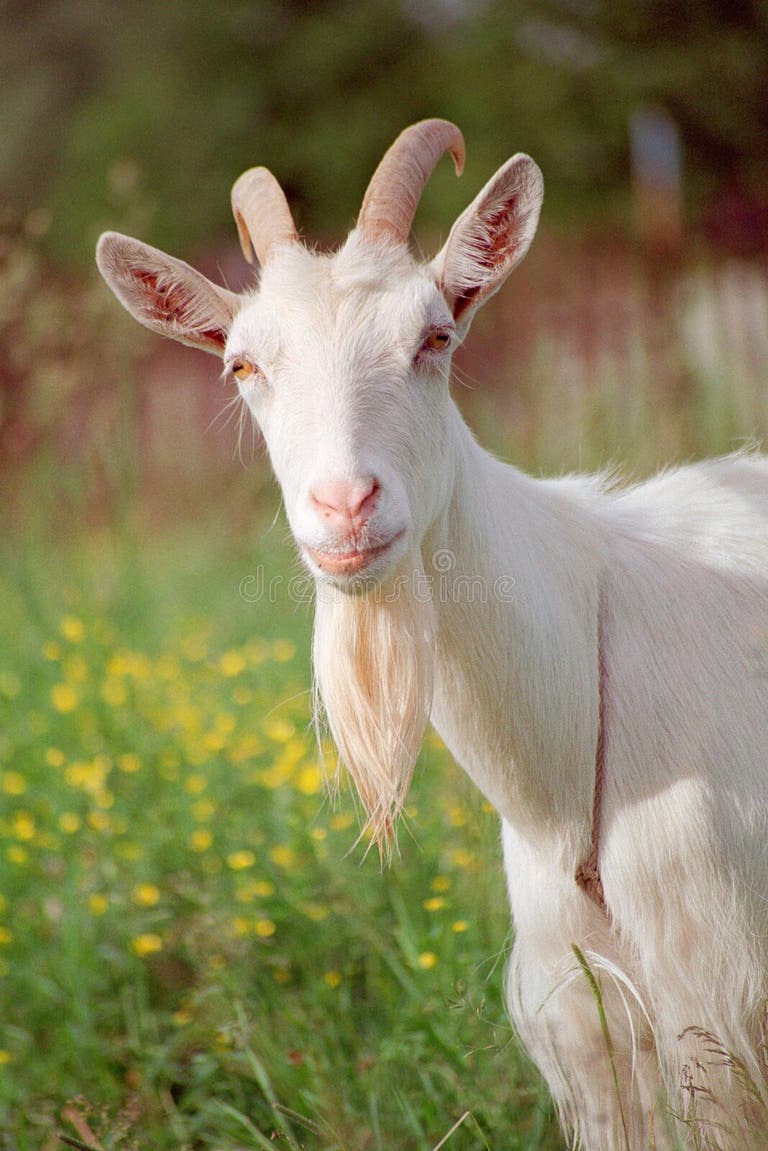 10,052 Animal Goat Scene Stock Photos - Free & Royalty-Free Stock ...