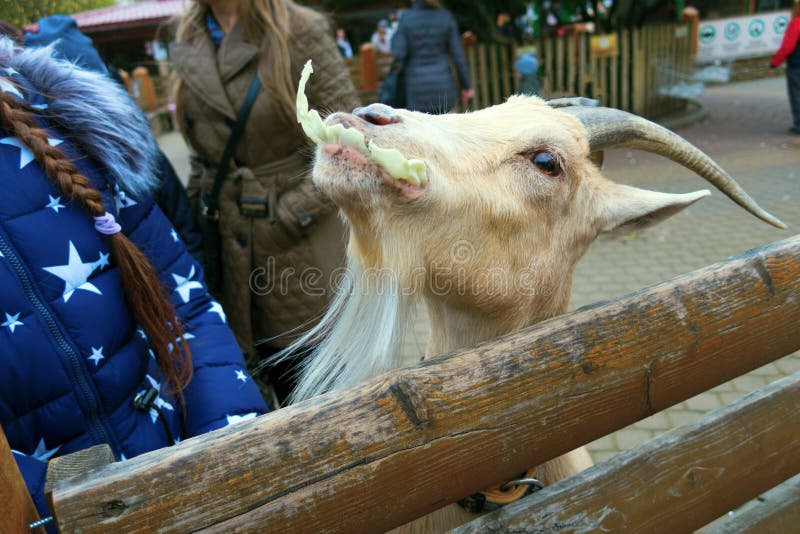 Goat stock foto. Image of diner, geit, mooi, gebaard - 104354740