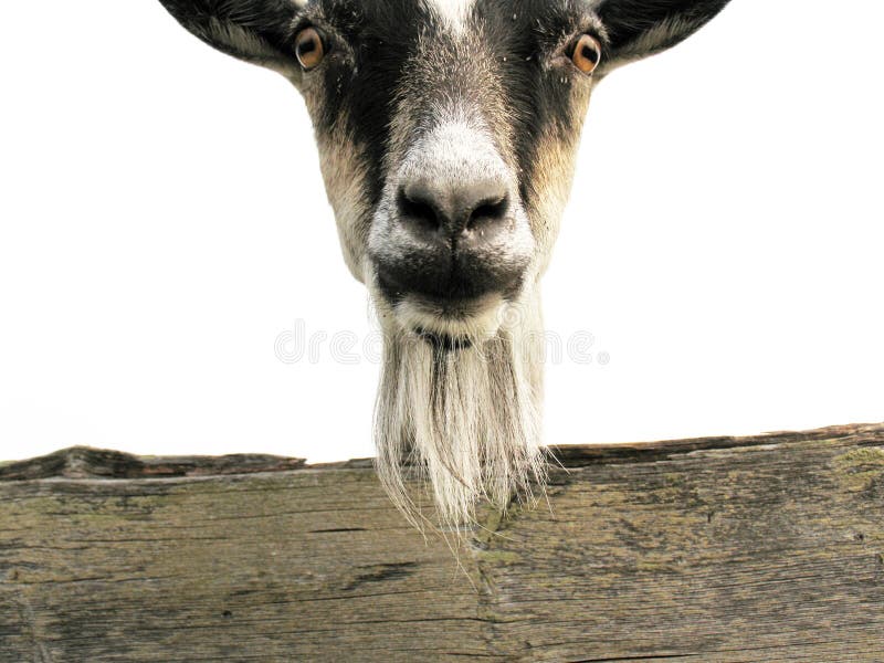 Goat stock image. Image of livestock, barnyard, perspective - 1073889