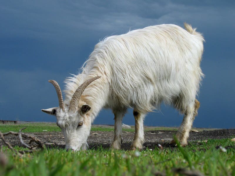 Goat stock image. Image of action, trophy, hairy, eating - 11661101