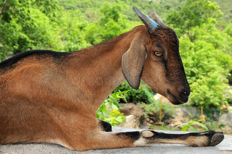 Sea Lion stock image. Image of australia, water, taronga - 12931087