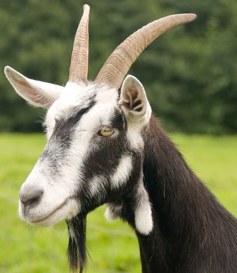Goat stock image. Image of horns, goat, domesticated - 12727485