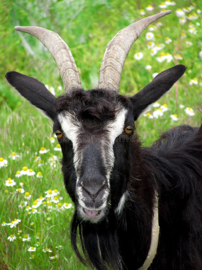 Goat stock photo. Image of horns, animal, horn, austria - 24984