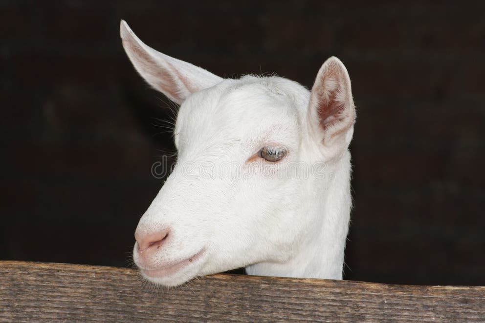 Goat stock image. Image of goatling, goatee, shoot, cattle - 12870959
