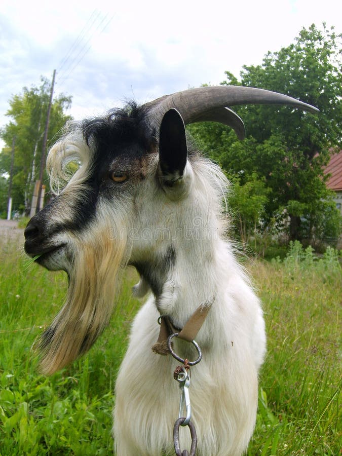 Goat-she stock image. Image of green, spring, burdock - 13363019