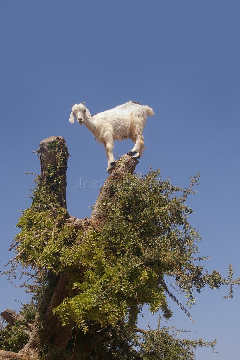 458 Sad Goat Stock Photos - Free & Royalty-Free Stock Photos from ...