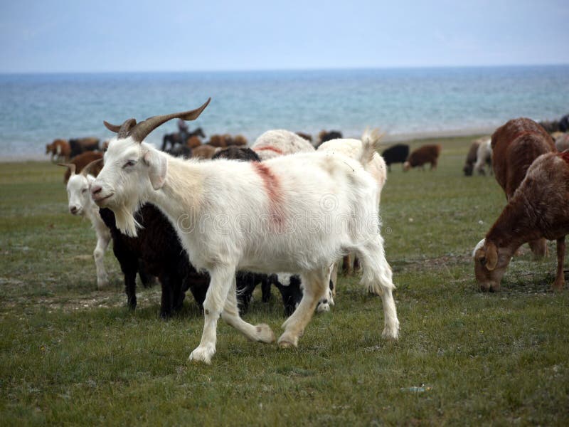Goat stock image. Image of hircus, china, lake, sialimu - 13935435