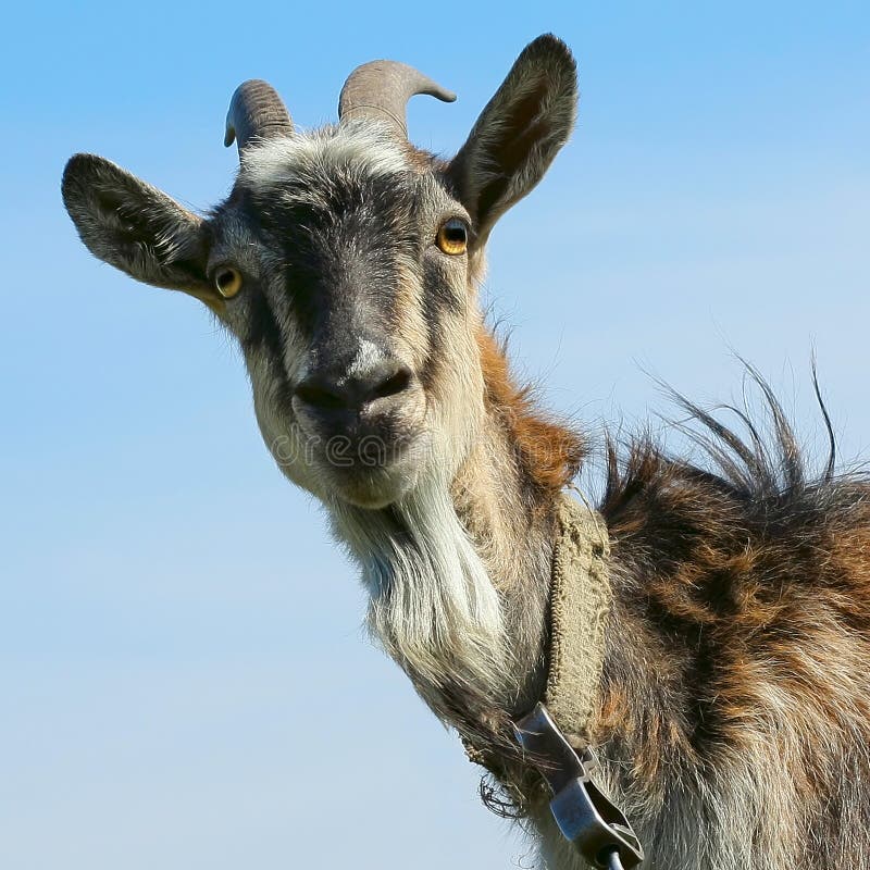 Rage stock photo. Image of exasperate, hatred, anger, agitated - 543704