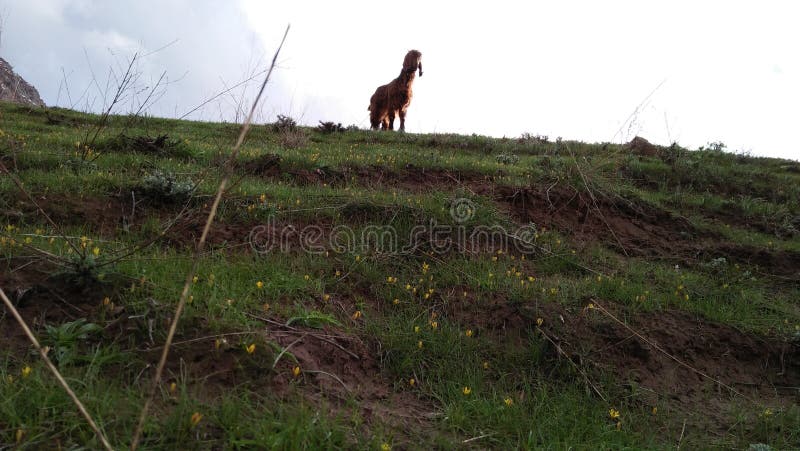 Goat stock image. Image of gross, goat, animal, wild - 145130813