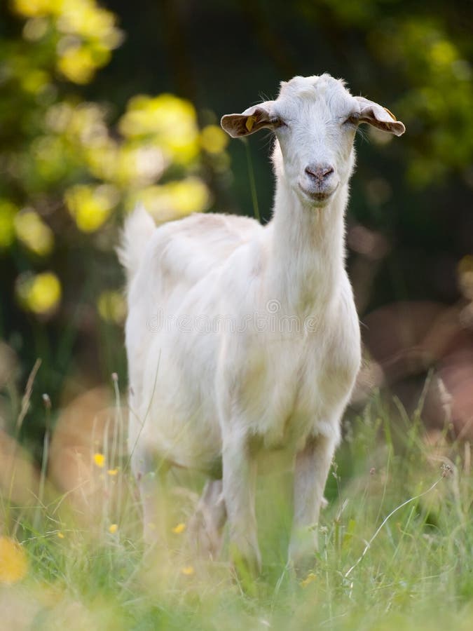 Two Goats stock photo. Image of goats, friends, black - 8608674