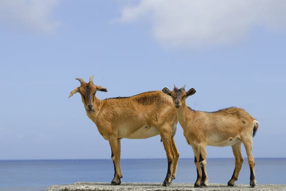 2,622 Goat Ocean Stock Photos - Free & Royalty-Free Stock Photos from ...