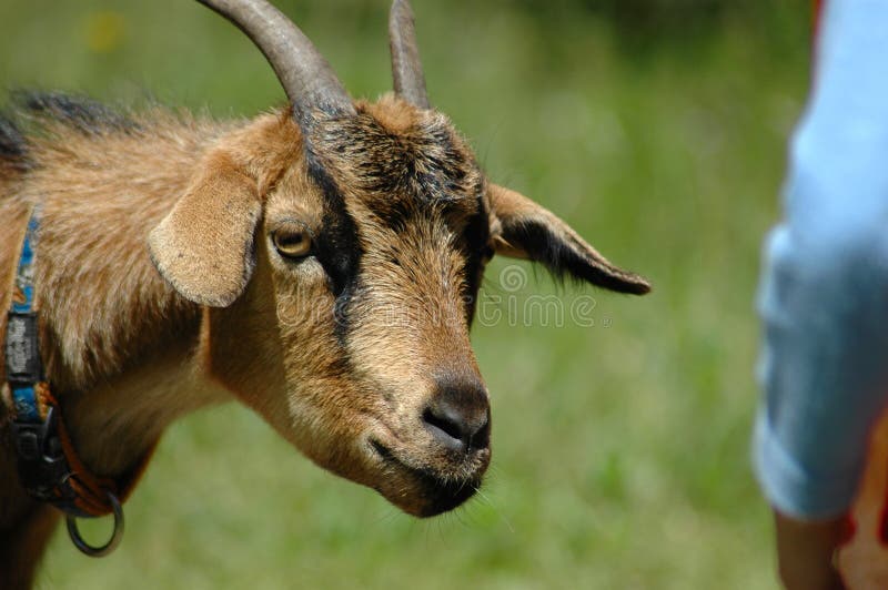 1+ Scared goats Free Stock Photos - StockFreeImages