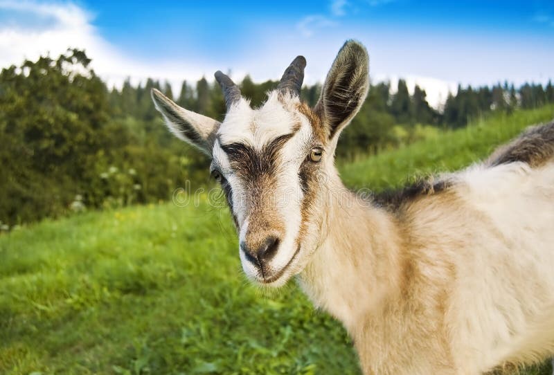 Goatling curiosity stock image. Image of couple, farm - 22252171