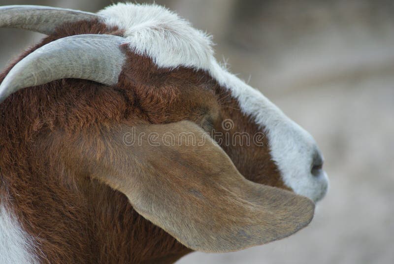 Billy Goat stock image. Image of wether, sheep, mammal - 174467221