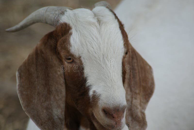 Billy Goat stock photo. Image of nanny, virginia, goat - 174467256