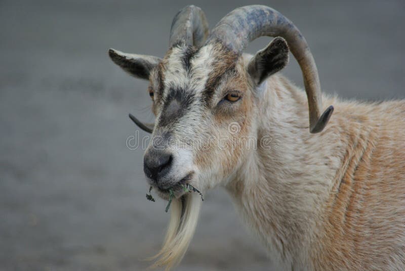 Billy Goat stock image. Image of farm, herd, sheep, buck - 174467279