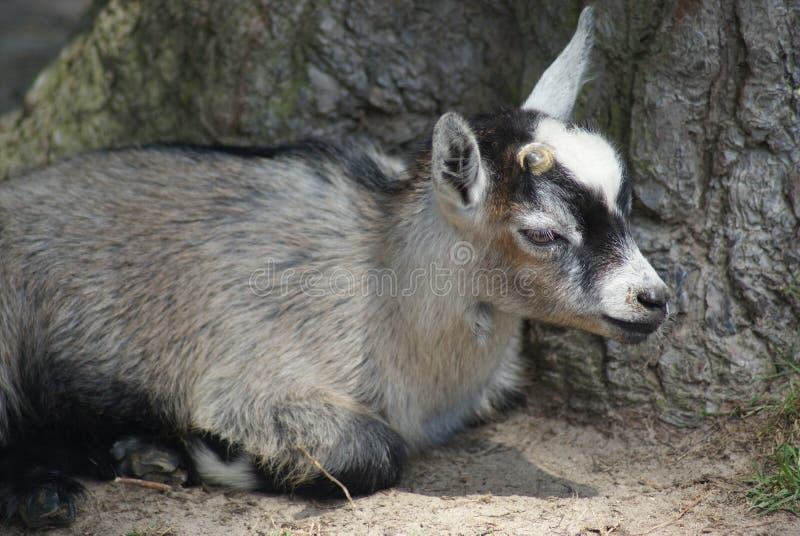 Billy Goat stock image. Image of virginia, hircine, wild - 174467771