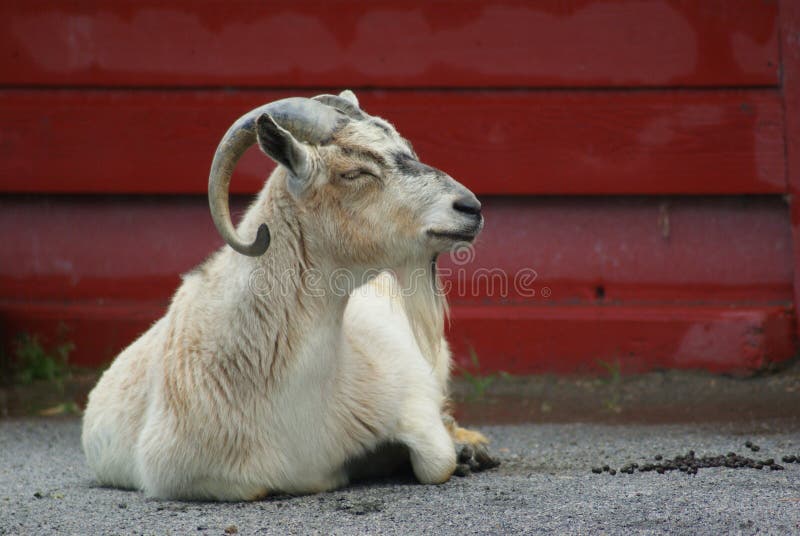 Billy Goat stock photo. Image of domestic, billie, sheep - 174467958