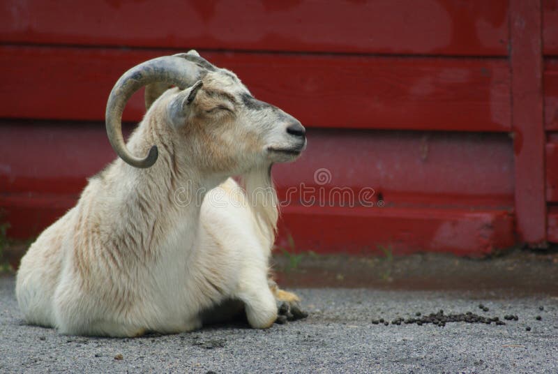Billy Goat stock image. Image of sheep, nanny, buck - 174468105