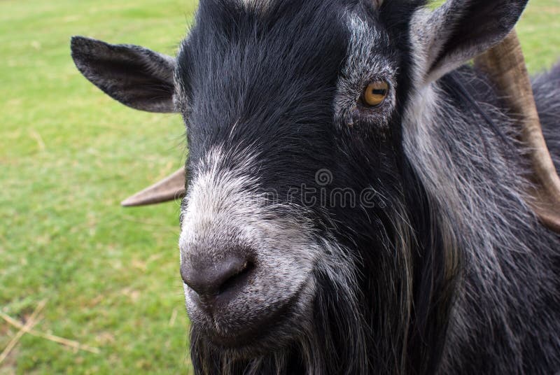 Billy Goat stock photo. Image of billie, buck, sheep - 174468122