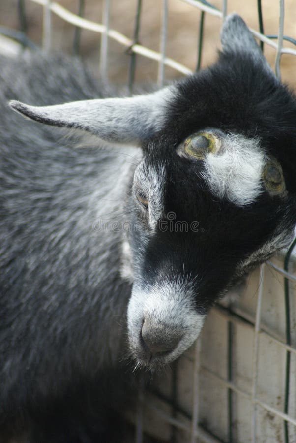 Billy Goat stock photo. Image of nanny, sheep, domestic - 174468160