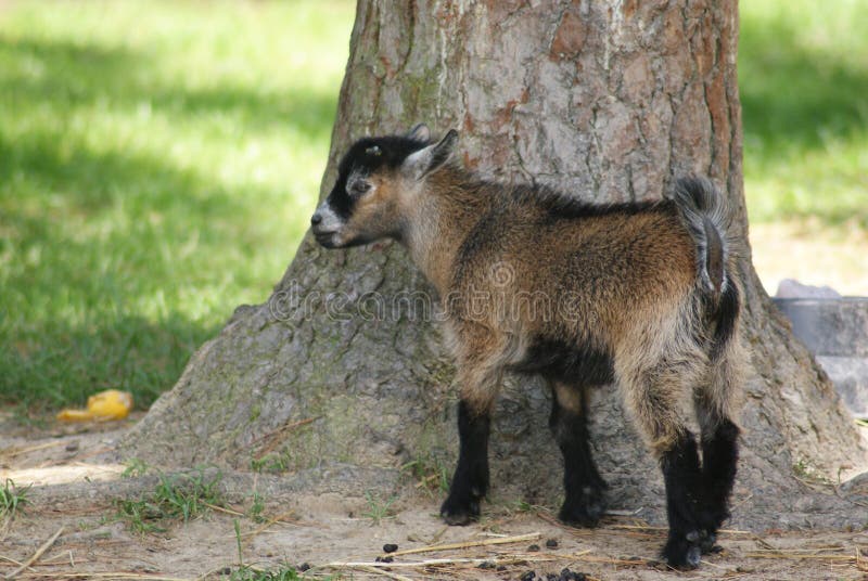 Billy Goat stock image. Image of billie, domestic, sheep - 174468169
