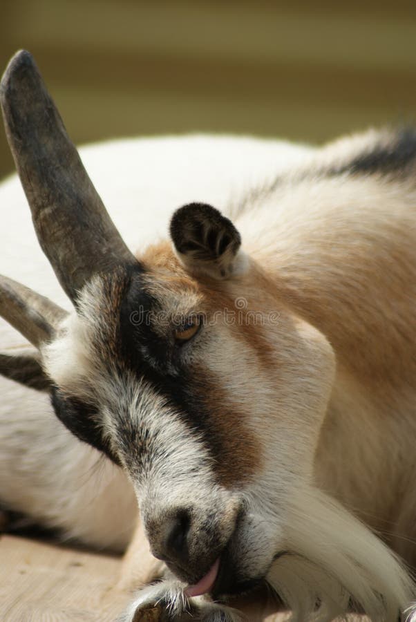 Billy Goat stock image. Image of horns, wether, farm - 174468191