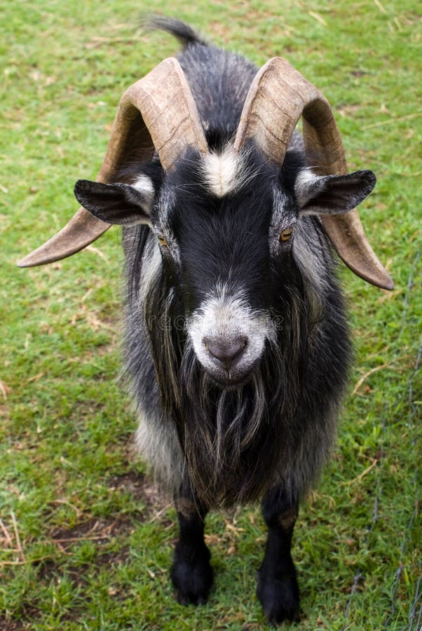 Billy Goat stock photo. Image of billie, goat, sheep - 174468298