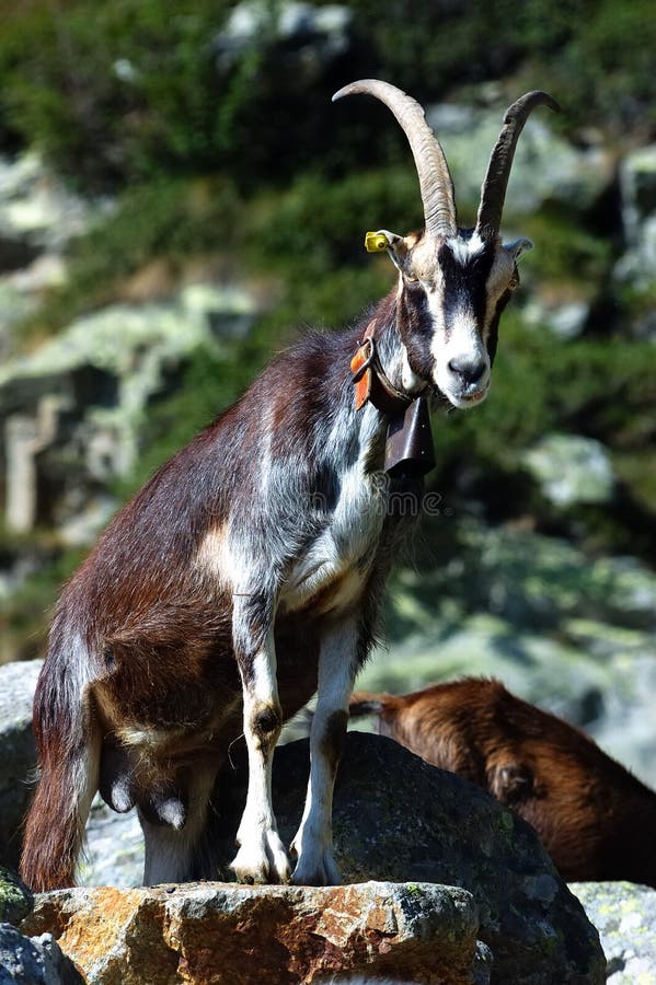 Alligators and Birds stock image. Image of amphibious, danger - 428453