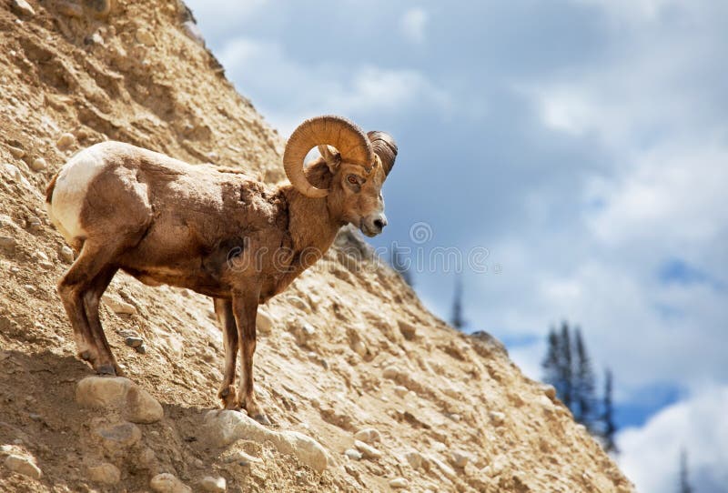 Goat stock image. Image of portrait, taurus, crowd, wild - 18976939
