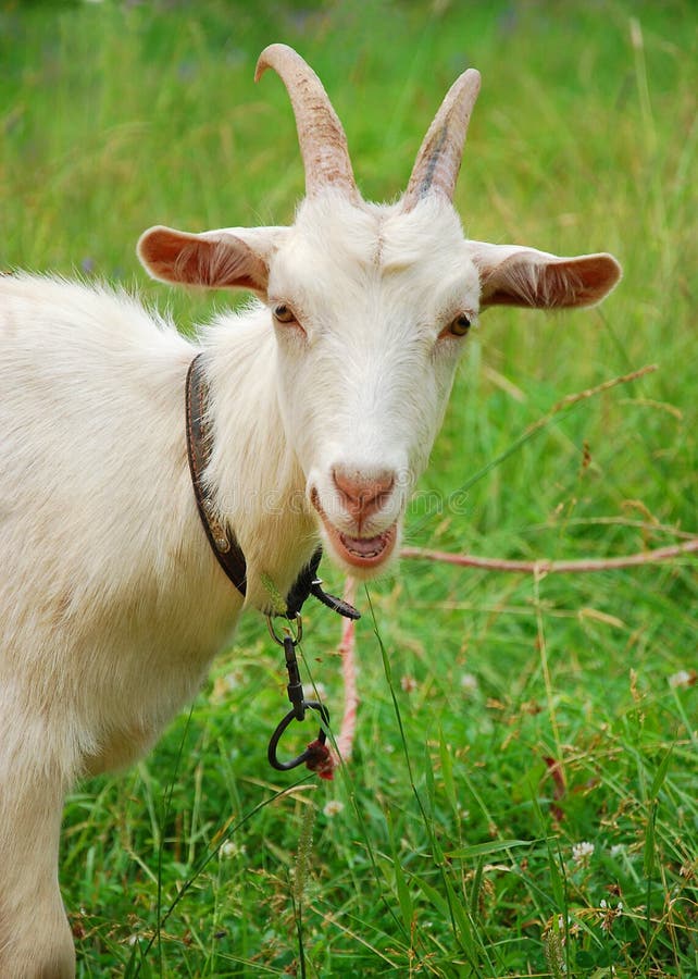 Laughing Goat stock photo. Image of farming, country - 10616648