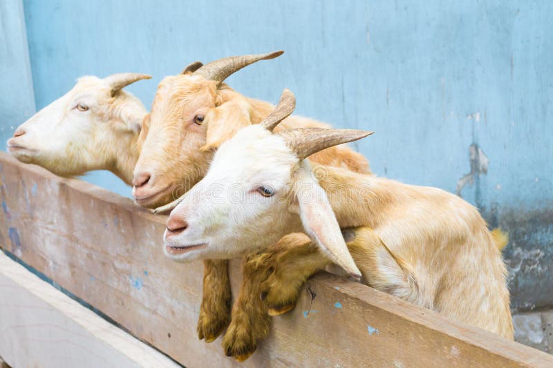 Feeding goats stock image. Image of golden, farm, elegant - 8044711